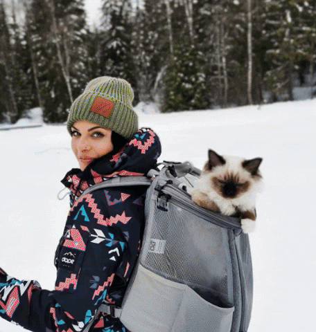 Cat Bag GIFs - Get the best GIF on GIPHY