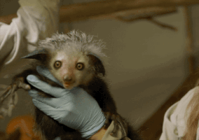 The Creepiest Animals in Existence by Reaction GIFs | GIPHY