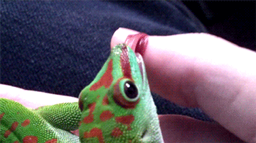 Parrot Lizard GIFs - Get the best GIF on GIPHY