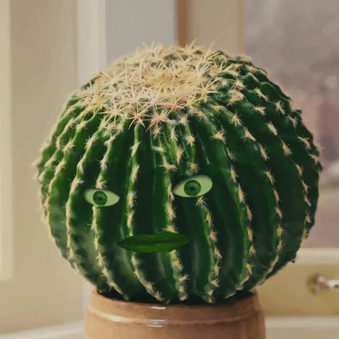 Plant Cactus GIF by VPRO - Find & Share on GIPHY