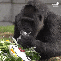 Funny Gorilla Gif