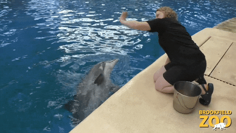 Dolphins High Five GIFs - Get the best GIF on GIPHY