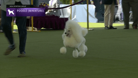 Mini-poodle GIFs - Find & Share on GIPHY