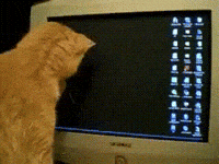 Cat Thinking GIFs - Find & Share on GIPHY