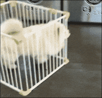 Escaping GIFs - Find & Share on GIPHY