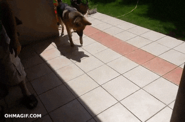 German Shepherd Shadow Gif