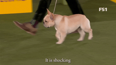 French Bulldog Winston GIF by Westminster Kennel Club - Find & Share on ...