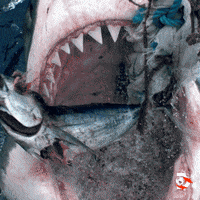Goblin Shark Attack Gif