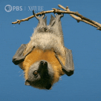 Baby Fruit Bat Gif