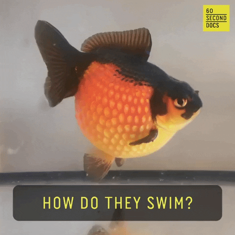 Gold Fish Animated Gif