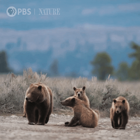 Grizzly Bear Gif Tumblr Grizzly Bear GIFs | Tenor