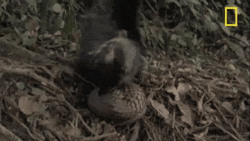 Tree Pangolin GIFs - Get the best GIF on GIPHY