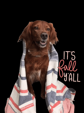 Irishsetter GIFs - Get the best GIF on GIPHY