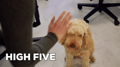 Dog-smashed-into GIFs - Get the best GIF on GIPHY