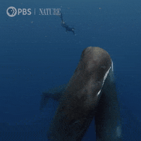 Exploding Sperm Whale Gif