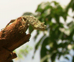 Lizard Reptile GIF by Head Like an Orange - Find & Share on GIPHY