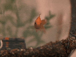 Goldfish GIFs - Find & Share on GIPHY