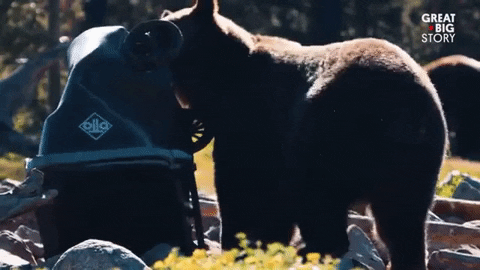 Please Move GIFs - Get the best GIF on GIPHY