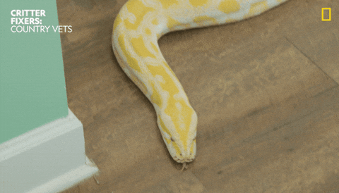 Gif De Serpiente Anaconda Anaconda Snake GIFs | Tenor