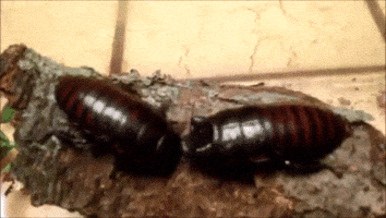 Roach GIFs - Find & Share on GIPHY