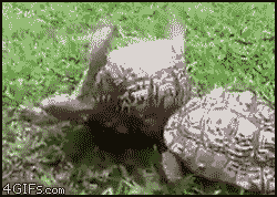 New trending GIF tagged reaction turtle helping via… | Trending Gifs