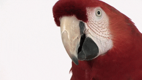 Parrot GIFs - Find & Share on GIPHY