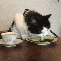 Fancy Cat Gif