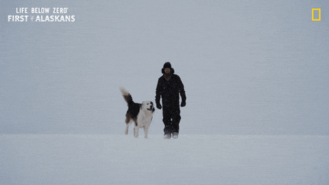Dog Snow GIF by National Geographic Channel - Find & Share on GIPHY