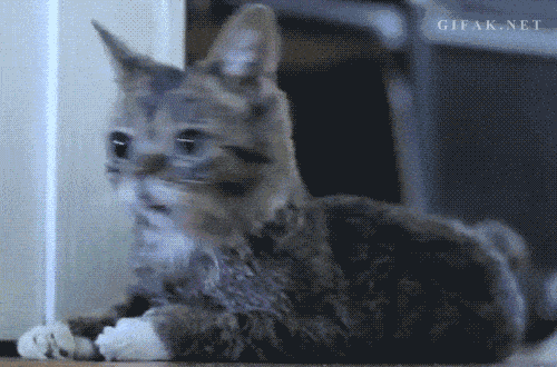 Lil Bub Computer Gif