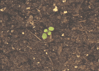 Seed Growing Gif