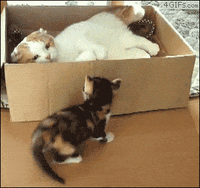 Kitten Pouncing Gif
