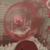 Mouse Running Wheel Gif