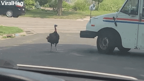 Persistent-turkey-pursues-mailman GIFs - Get the best GIF on GIPHY