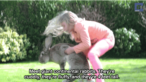Giant Continental Rabbits GIFs - Get the best GIF on GIPHY