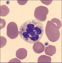 Red Blood Cell Cartoon Gif