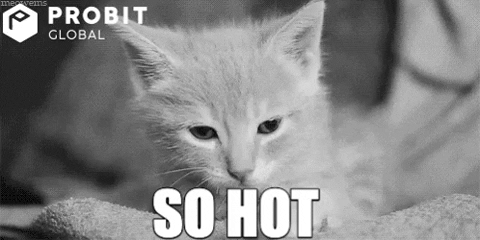 Warm Cat GIFs - Get the best GIF on GIPHY