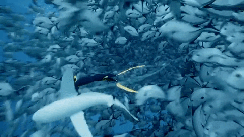 Giant Squid GIFs on GIPHY - Be Animated