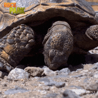 Slow Turtle Gif