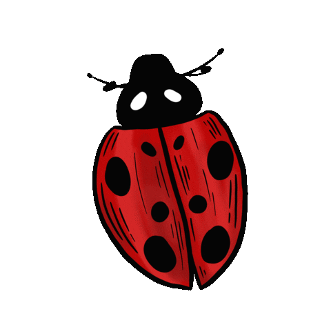 Fly Bug Animated Gif