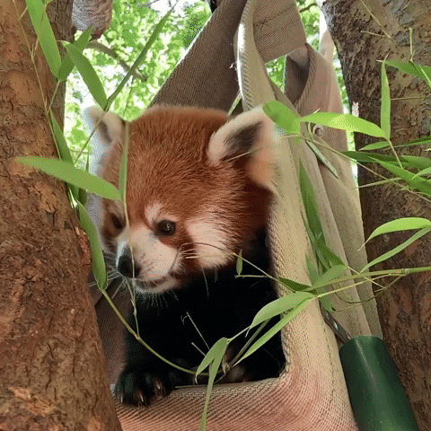 Baby Red Pandas Gif