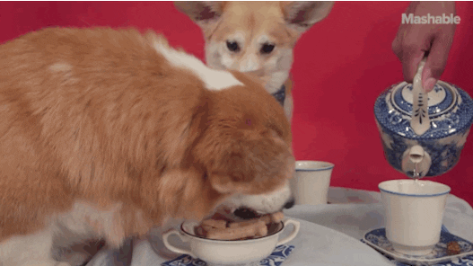 Tea And Biscuits GIFs - Get the best GIF on GIPHY
