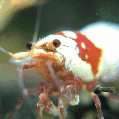 Cherry Shrimp Instagram GIF by AquariumMe - Find & Share on GIPHY
