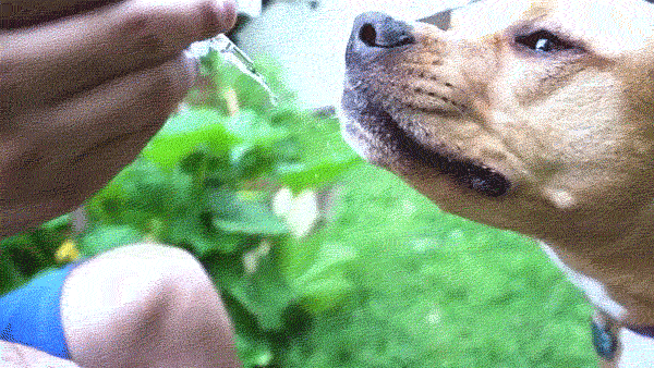 Pet Cbd GIFs - Get the best GIF on GIPHY