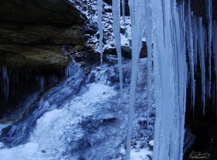 Winter Forest GIFs - Get the best GIF on GIPHY