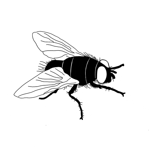 Fly 2D GIF by Franciszco - Find & Share on GIPHY