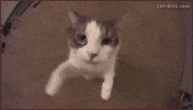 Oiia Cat GIFs - Find & Share on GIPHY