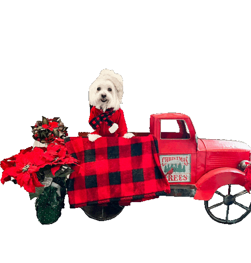 Christma Cruise Stickers - Find & Share on GIPHY