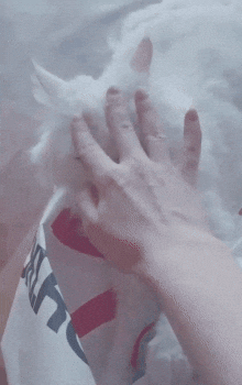 White Cat GIF - Find & Share on GIPHY