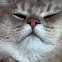 Cat GIF - Find & Share on GIPHY
