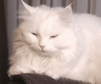 White Cat GIF - Find & Share on GIPHY